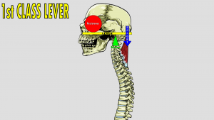 The 3 Classes of Levers