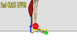 The 3 Classes of Levers