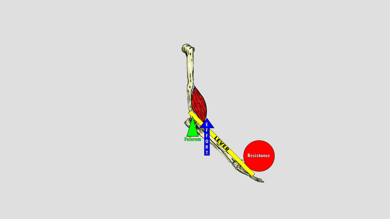 The 3 Classes of Levers